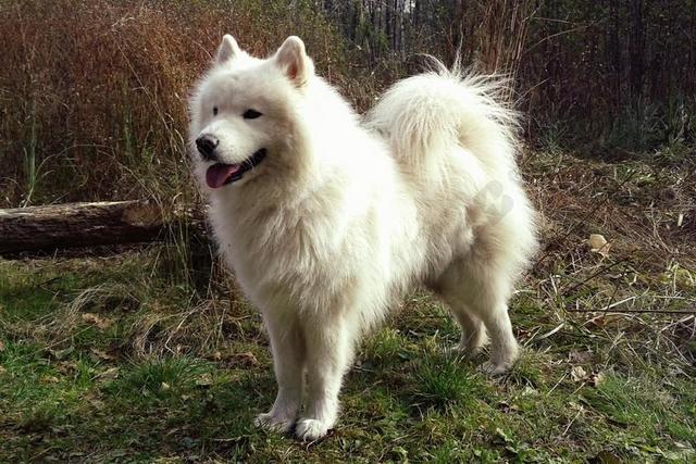 户外白色长毛大型宠物犬狗背景图片 包站长